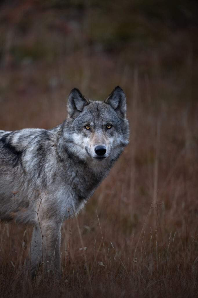 Staring Contest | Isaac Spotts Photography