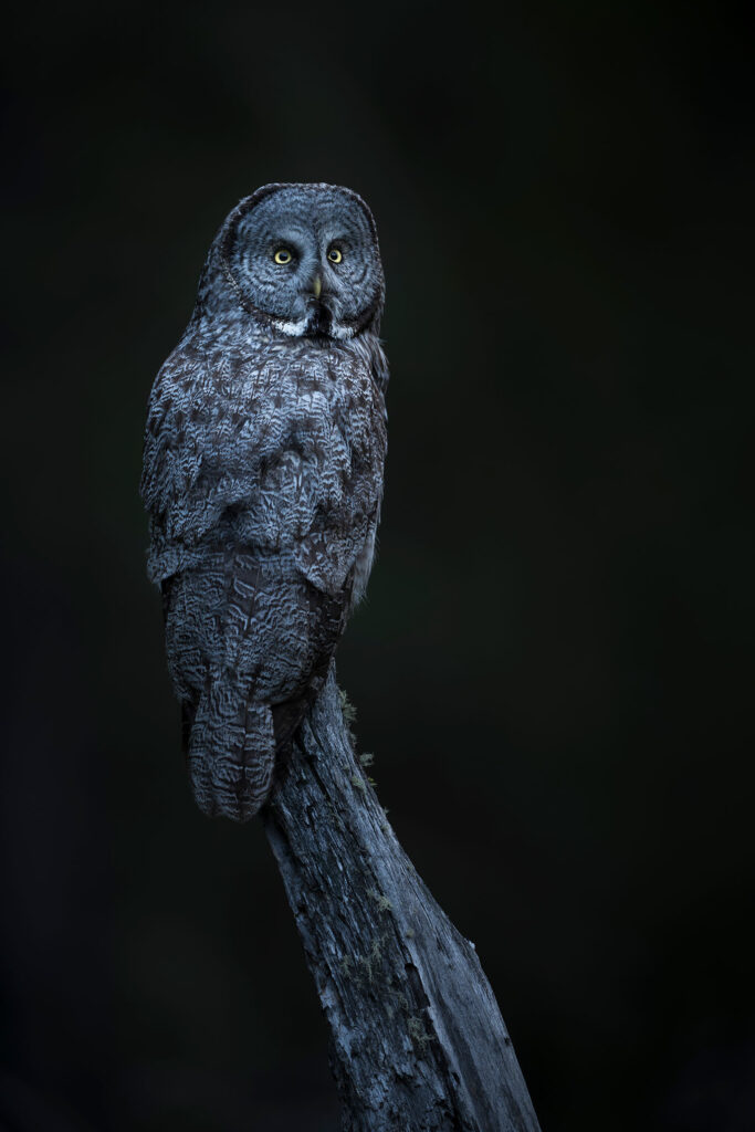 Odd Looking Stump | Isaac Spotts Photography