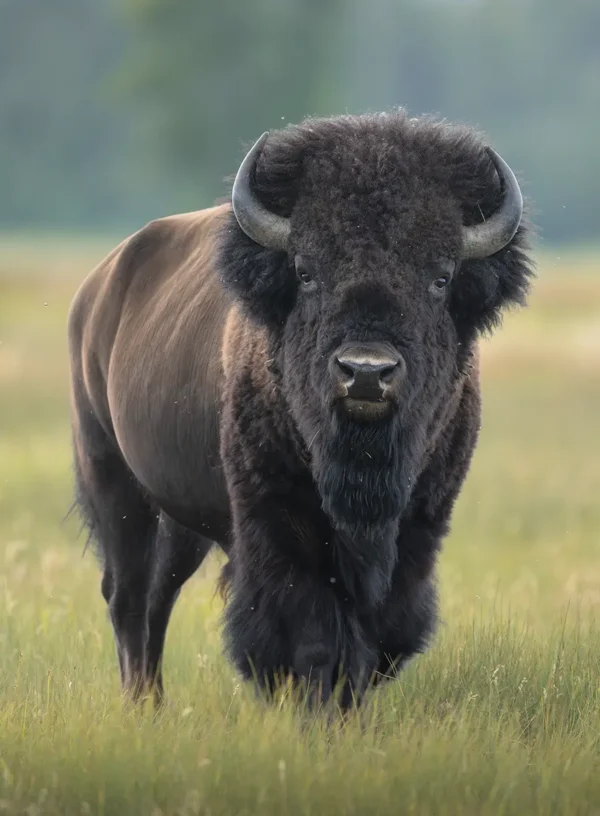 Bison Ross | Isaac Spotts Photography